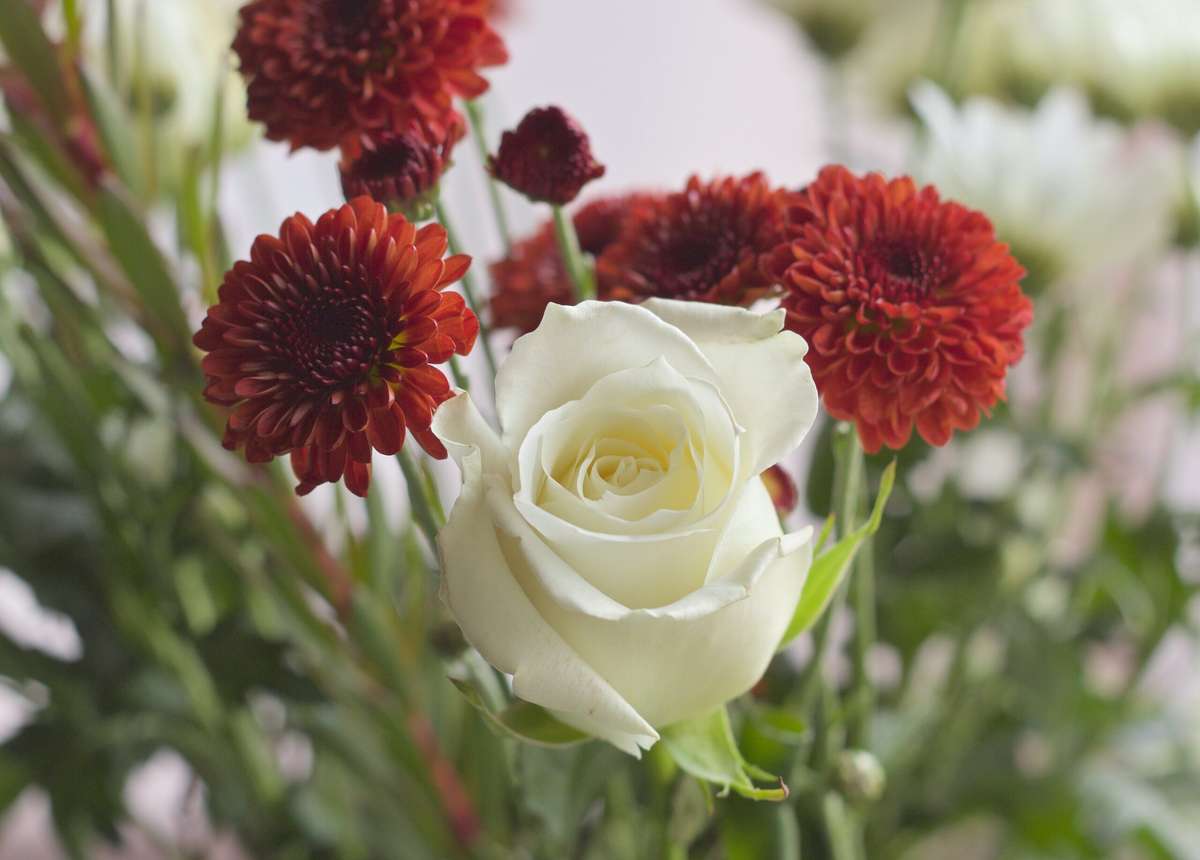 How and When to Gift Flowers: A Handy Flower Guide for Men - Goutaste